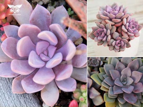 Top 16 loại sen đá tím, hồng có sắc màu bí ẩn, thu hút nhất