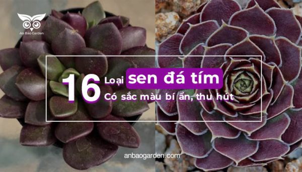 Top 16 loại sen đá tím, hồng có sắc màu bí ẩn, thu hút nhất