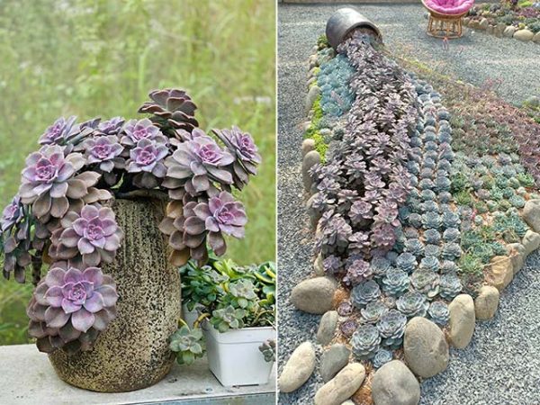 Cách chăm sen đá hồng mập đẹp như nhà người ta