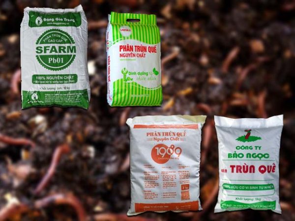 9 Loại phân bón cho sen đá và cách bón đúng chuẩn