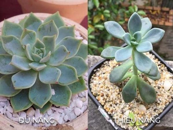 Cách trị 13 căn Bệnh Sen Đá thường gặp (rệp sen đá, nấm rễ)