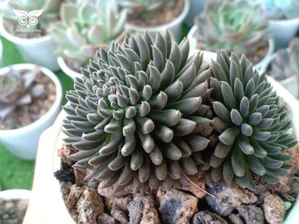 Sen đá nhím đen có khó trồng như lời đồn?