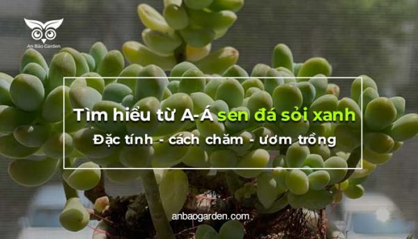 Tìm hiểu từ A-Á sen đá sỏi xanh: đặc tính, cách chăm sóc