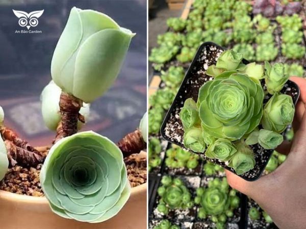 Cách tạo sen đá cổ thụ và 11 dòng sen đá dễ tạo dáng thụ