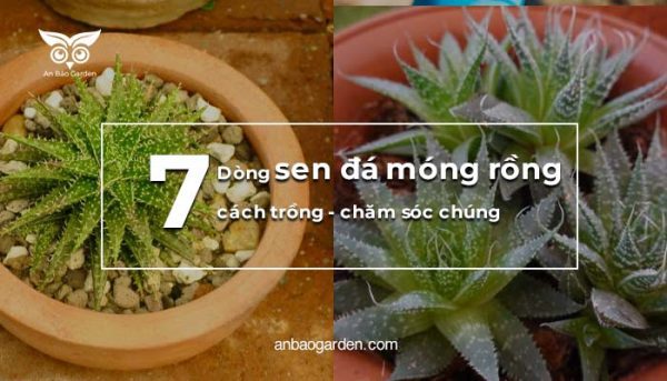 7 Dòng sen đá móng rồng hot nhất và cách chăm sóc chúng