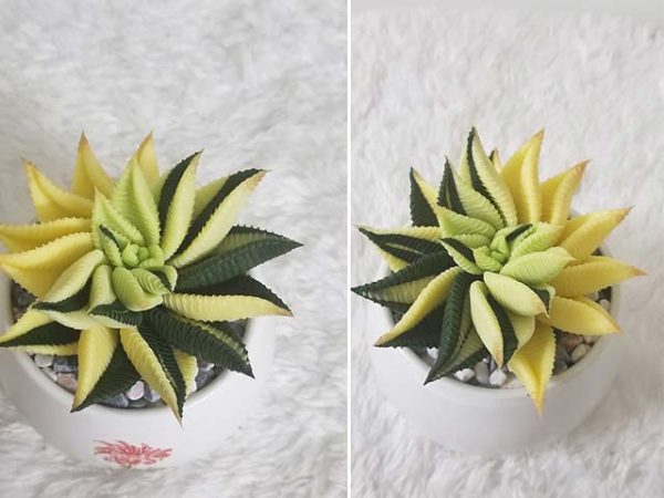 7 Dòng sen đá móng rồng hot nhất và cách chăm sóc chúng