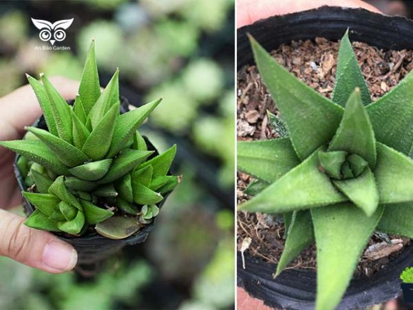 7 Dòng sen đá móng rồng hot nhất và cách chăm sóc chúng