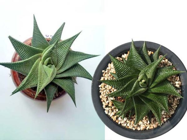 7 Dòng sen đá móng rồng hot nhất và cách chăm sóc chúng